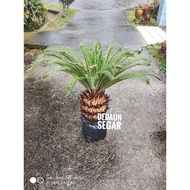 cycas revoluta Price & Promotion-Feb 2025 | BigGo Malaysia