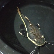 Harga rtc 30cm Terbaru Nov 2024 |BigGo Indonesia