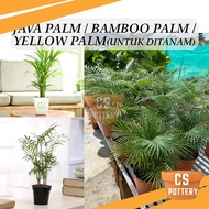 java palm Price & Promotion-Mei 2026 | BigGo Malaysia