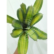 Bromeliad Samurai Price & Promotion-Jan 2026 | BigGo Malaysia
