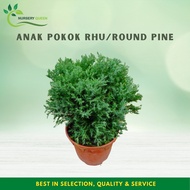 rhu plant Price & Promotion-Nov 2025 | BigGo Malaysia