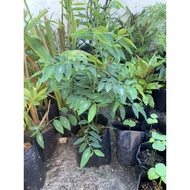 pucuk manis Price & Promotion-Jan 2026 | BigGo Malaysia