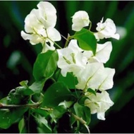 bougainvillea plants Price & Voucher Jun 2026 | BigGo Philippines
