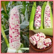 Sweet Corn F1 Price & Voucher Jun 2026 | BigGo Philippines