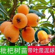 Loquat Seedling Price & Promotion-Sep 2025 | BigGo Malaysia