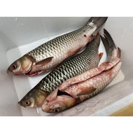 sultan fish Price & Promotion-Mac 2025 | BigGo Malaysia