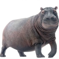 hippopotamus figure Price & Promotion-Feb 2025 | BigGo Malaysia