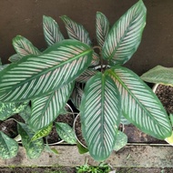 calathea plant Price & Voucher Jun 2026 | BigGo Philippines