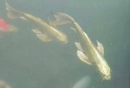 Harga Ikan Slayer Panjang Terbaru Sep 2024 |BigGo Indonesia