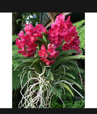 Harga anggrek merah Terbaru Des 2024 |BigGo Indonesia