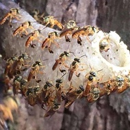 Harga trigona terminata Terbaru Sep 2024 |BigGo Indonesia