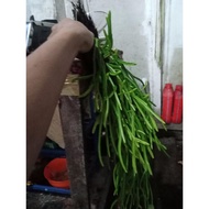 Harga kumpai segi Terbaru Sep 2024 |BigGo Indonesia