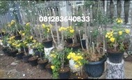 Harga Tecomaria Kuning Terbaru Okt 2024 |BigGo Indonesia
