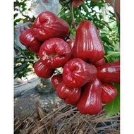 Jambu Madu King Price & Promotion-Ogo 2025 | BigGo Malaysia