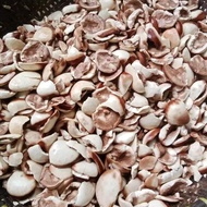 Harga picung segar Terbaru Sep 2024 |BigGo Indonesia