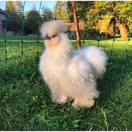 Harga Ayam Kapas Silky Terbaru Jun 2026 | BigGo Indonesia