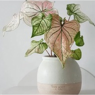 debutante Price & Promotion-Feb 2025 | BigGo Malaysia