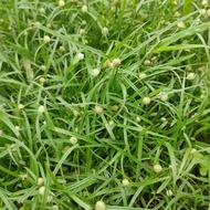 rumput kucing sakit Price & Promotion-Okt 2025 | BigGo Malaysia
