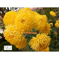 kudup bunga Price & Promotion-Jan 2025|BigGo Malaysia