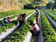 strawberry farm Price & Promotion-Okt 2024|BigGo Malaysia