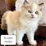 Harga Ragdoll Kittens Terbaru Des 2024 |BigGo Indonesia