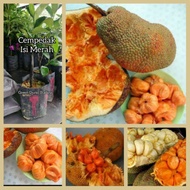 cempedak isi merah Price & Promotion-Mac 2025 | BigGo Malaysia