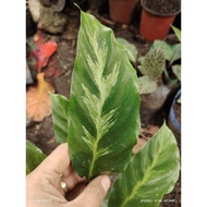 calathea plant Price & Voucher Jun 2026 | BigGo Philippines