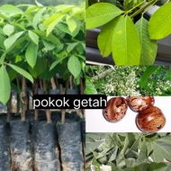 anak pokok getah Price & Promotion-Dis 2025 | BigGo Malaysia