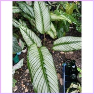calathea plant Price & Voucher Jun 2026 | BigGo Philippines