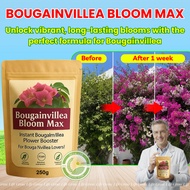 bougainvillea plants Price & Voucher Jun 2026 | BigGo Philippines