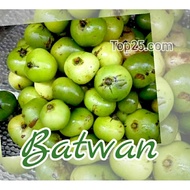 batuan Price & Voucher Aug 2024|BigGo Philippines