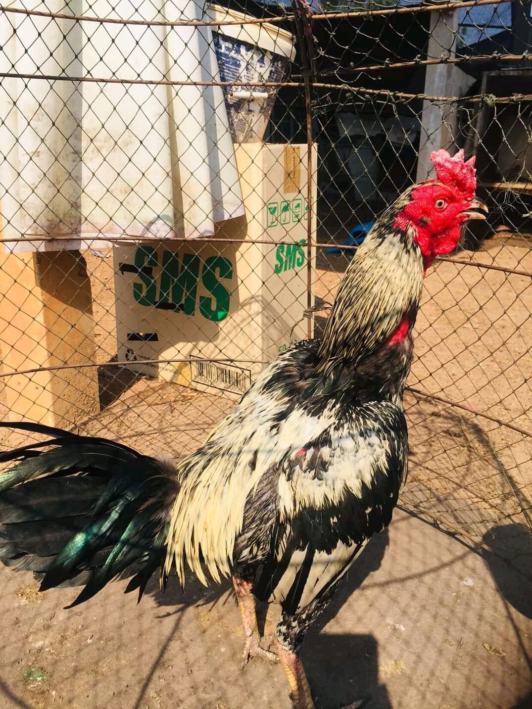 Harga Pama Terbaru Juli 2024 |BigGo Indonesia