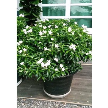 Ervatamia Price & Promotion-Jan 2024|BigGo Malaysia