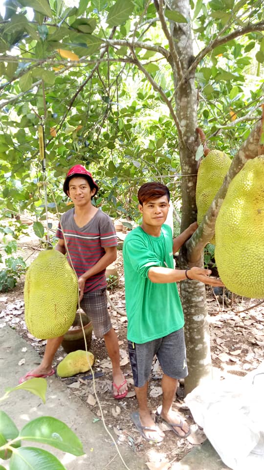 Jackfruit Price & Voucher Mar 2024|BigGo Philippines