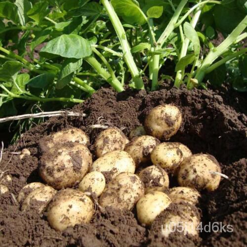Patatas Price & Voucher Jul 2023|BigGo Philippines