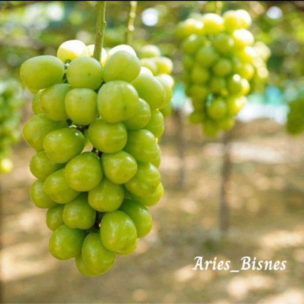 Harga Muscat Terbaru September 2024 |BigGo Indonesia