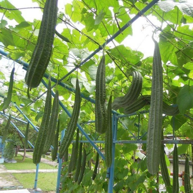 Harga Oyong Terbaru Oktober 2023 |BigGo Indonesia