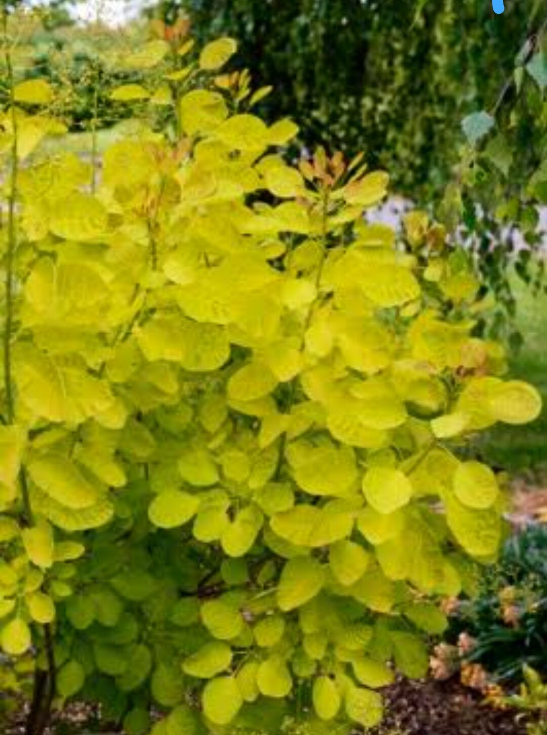 Desmodium Price & Voucher Jun 2024|BigGo Philippines