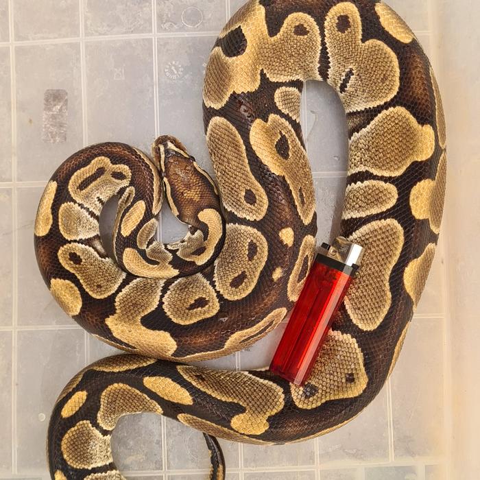 Harga Ball Python Dewasa Terbaru Juni 2024 |BigGo Indonesia