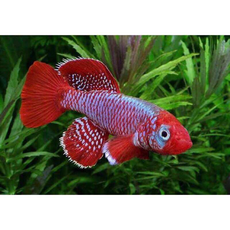 Killifish ถูกที่สุด พร้อมโปรโมชั่น มิ.ย 2024|BigGoเช็คราคาง่ายๆ
