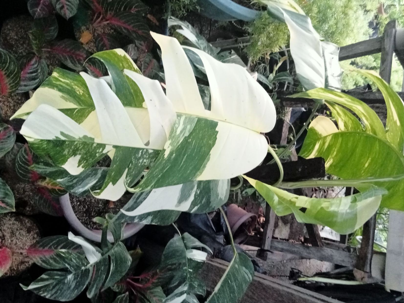 Monstera Price & Voucher Apr 2024|BigGo Philippines
