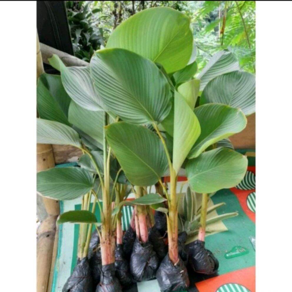 Harga Kalatea Terbaru Maret 2024 |BigGo Indonesia