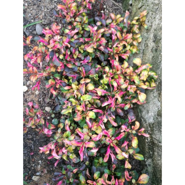 Alternanthera Price & Promotion-Dec 2023|BigGo Malaysia