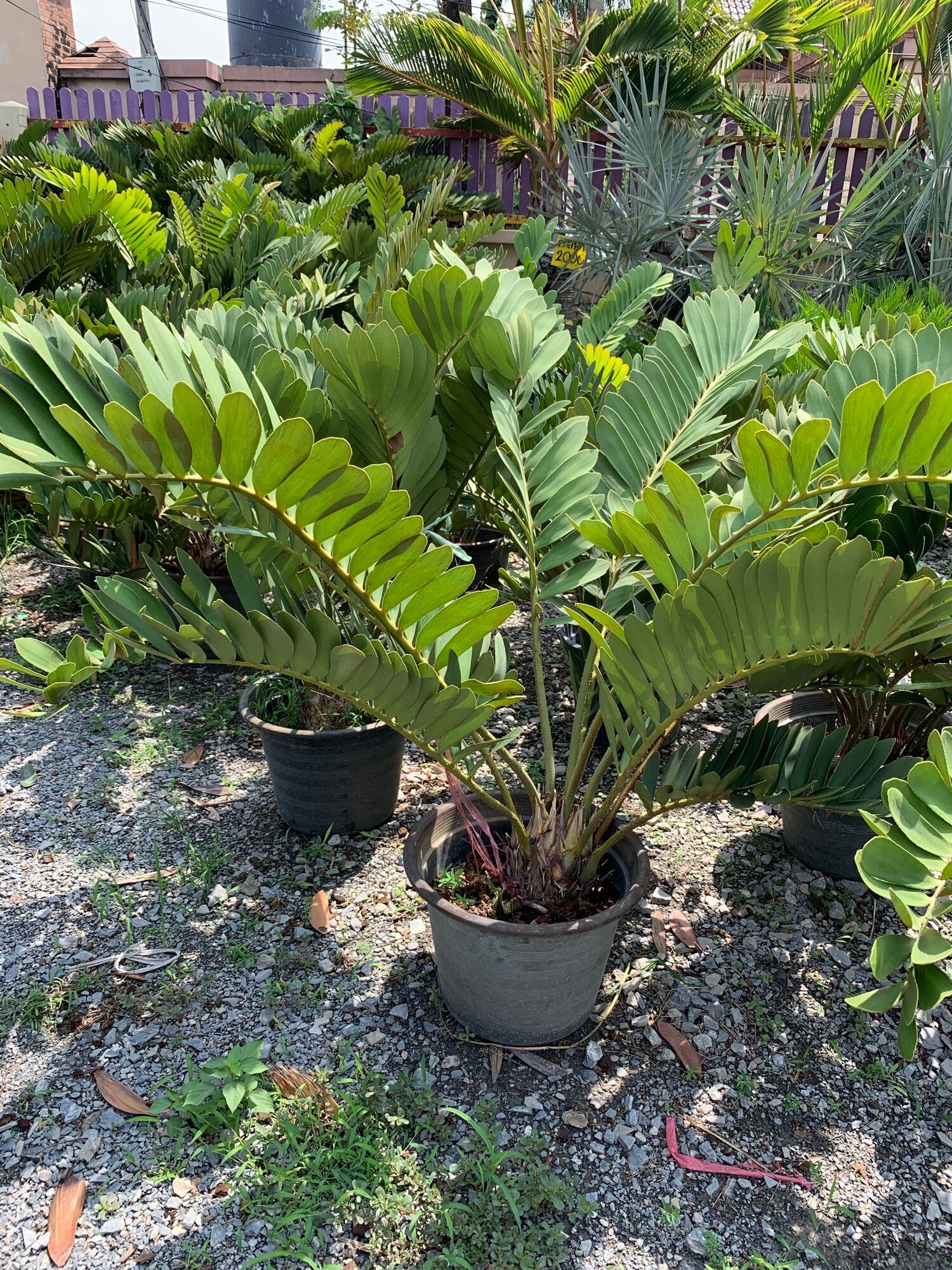 Zamia ถูกที่สุด พร้อมโปรโมชั่น ก.ค. 2023|BigGoเช็คราคาง่ายๆ