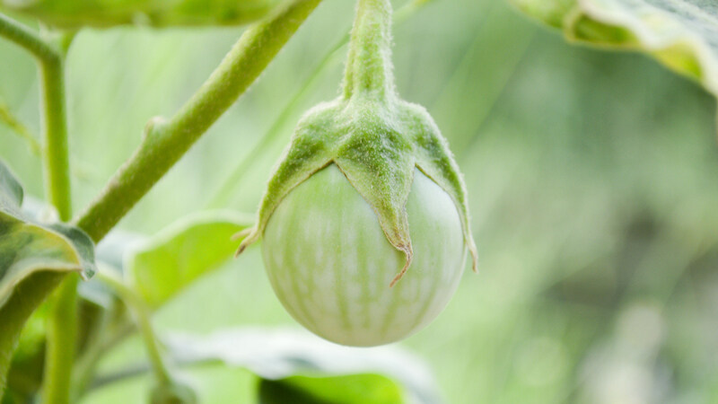 ต้นกล้ามะเขือ ถูกที่สุด พร้อมโปรโมชั่น ก.ค. 2024|BigGoเช็คราคาง่ายๆ