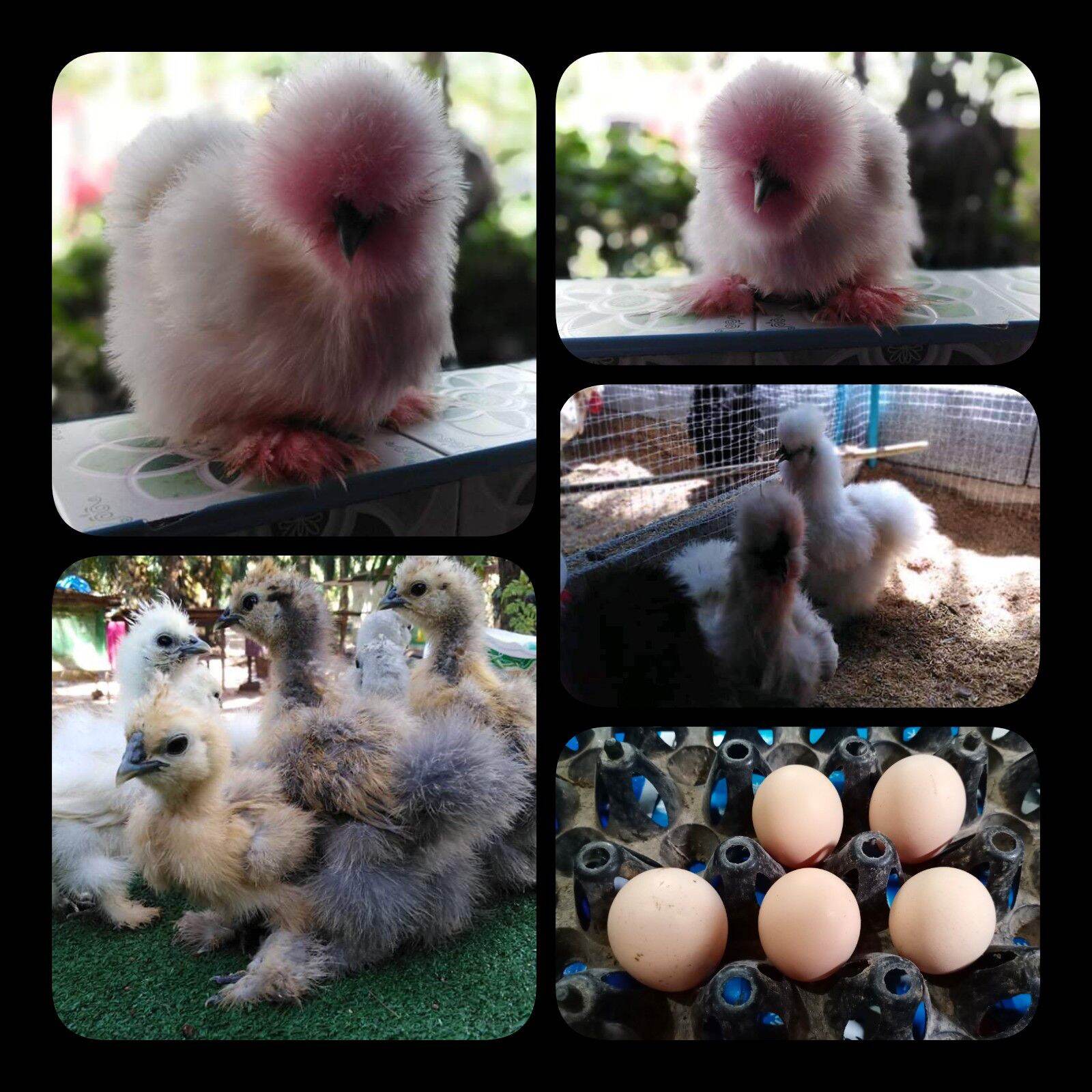 ไข่เชื้อไก่ชิลกี้ ถูกที่สุด พร้อมโปรโมชั่น มิ.ย 2023|BigGoเช็คราคาง่ายๆ