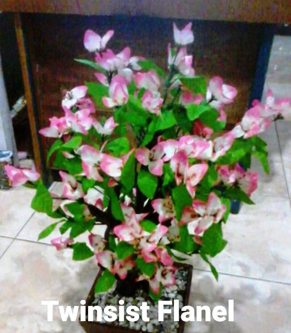 Harga Bougenvile Terbaru Oktober 2023 Biggo Indonesia