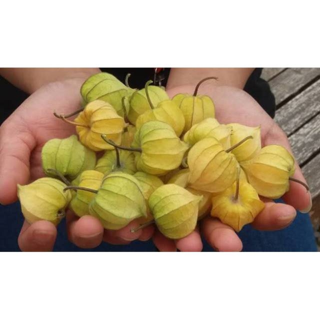 Harga Cecenet Terbaru Agustus 2023 |BigGo Indonesia