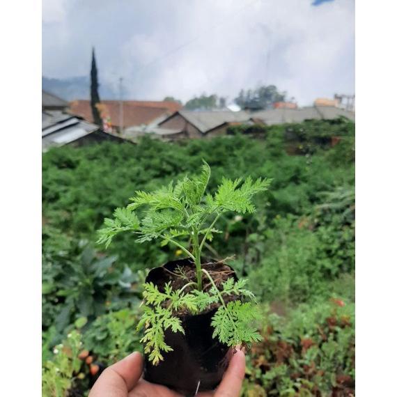 Harga Artemisia Terbaru Januari 2024 |BigGo Indonesia