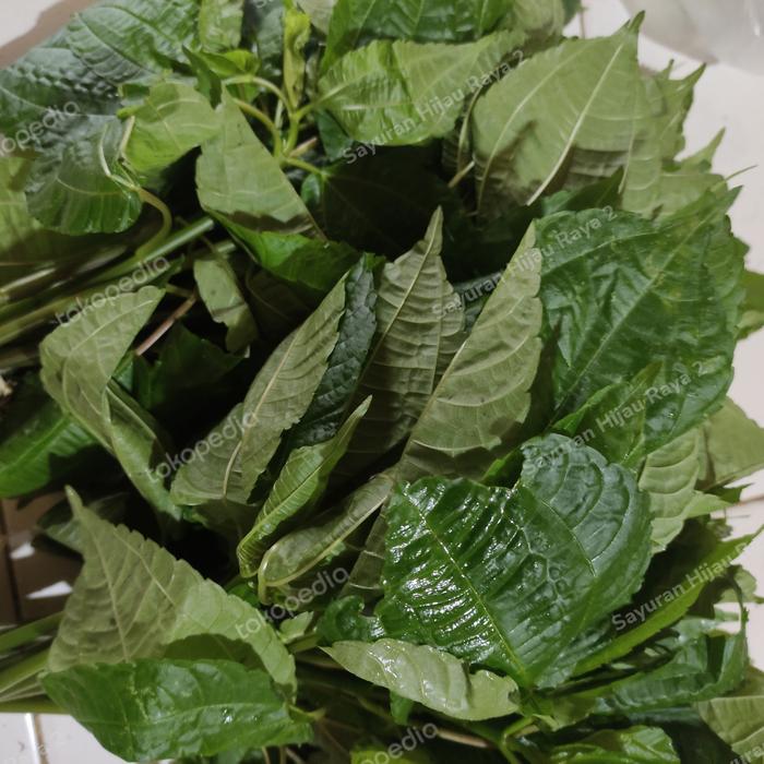 Harga Popohan Terbaru Januari 2024 |BigGo Indonesia